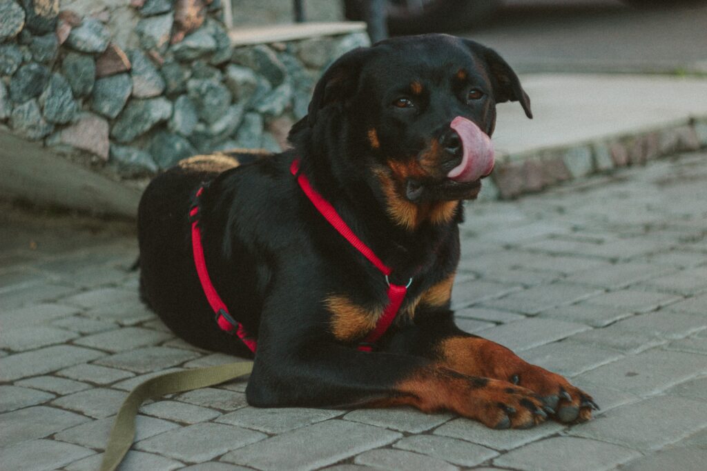 Adding a Rottweiler to Your Family: Choosing the Right Rottweiler ...