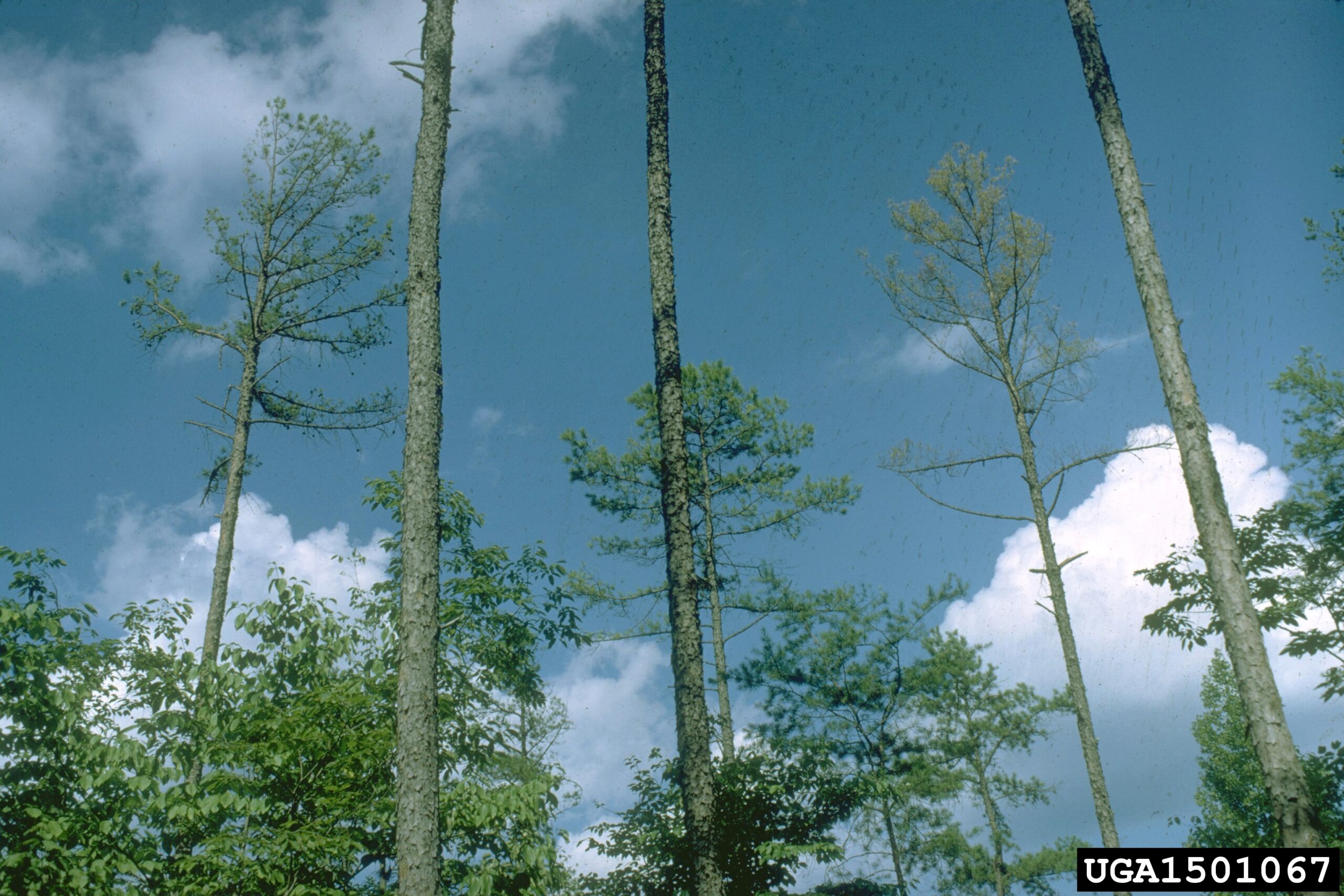 Guarding Our Arboreal Assets: Identifying Tree Diseases and Pests | The ...