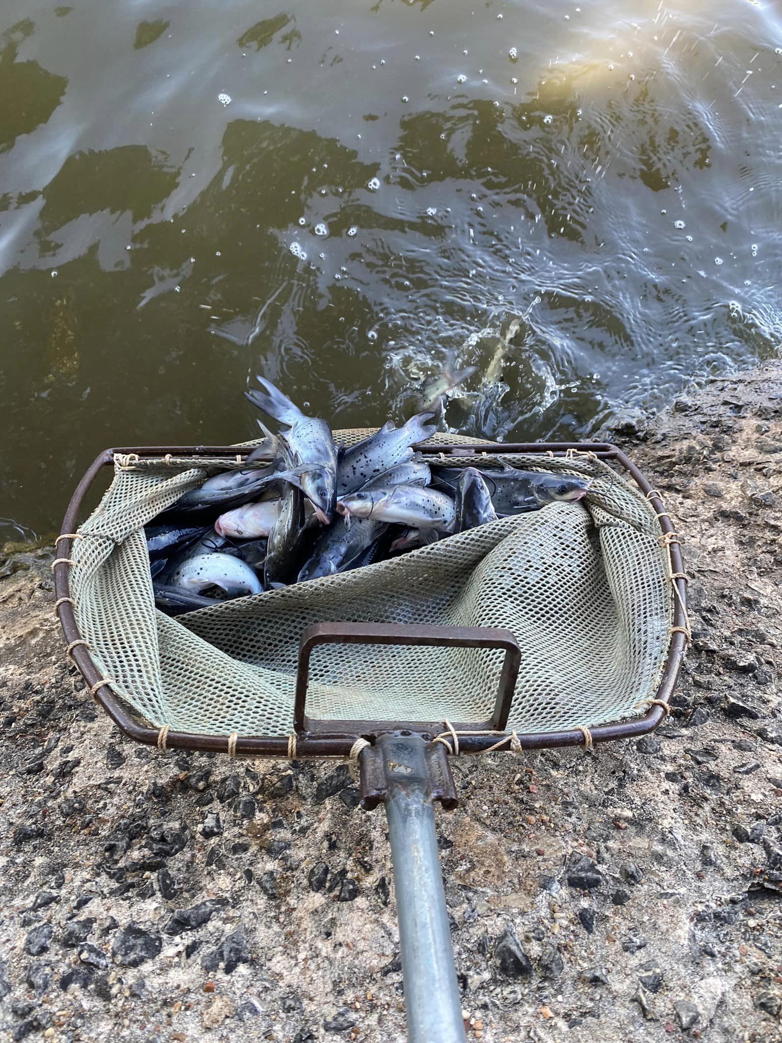 Catfish Stocking Begins at Neighborhood Fishin’ Lakes - The Katy News