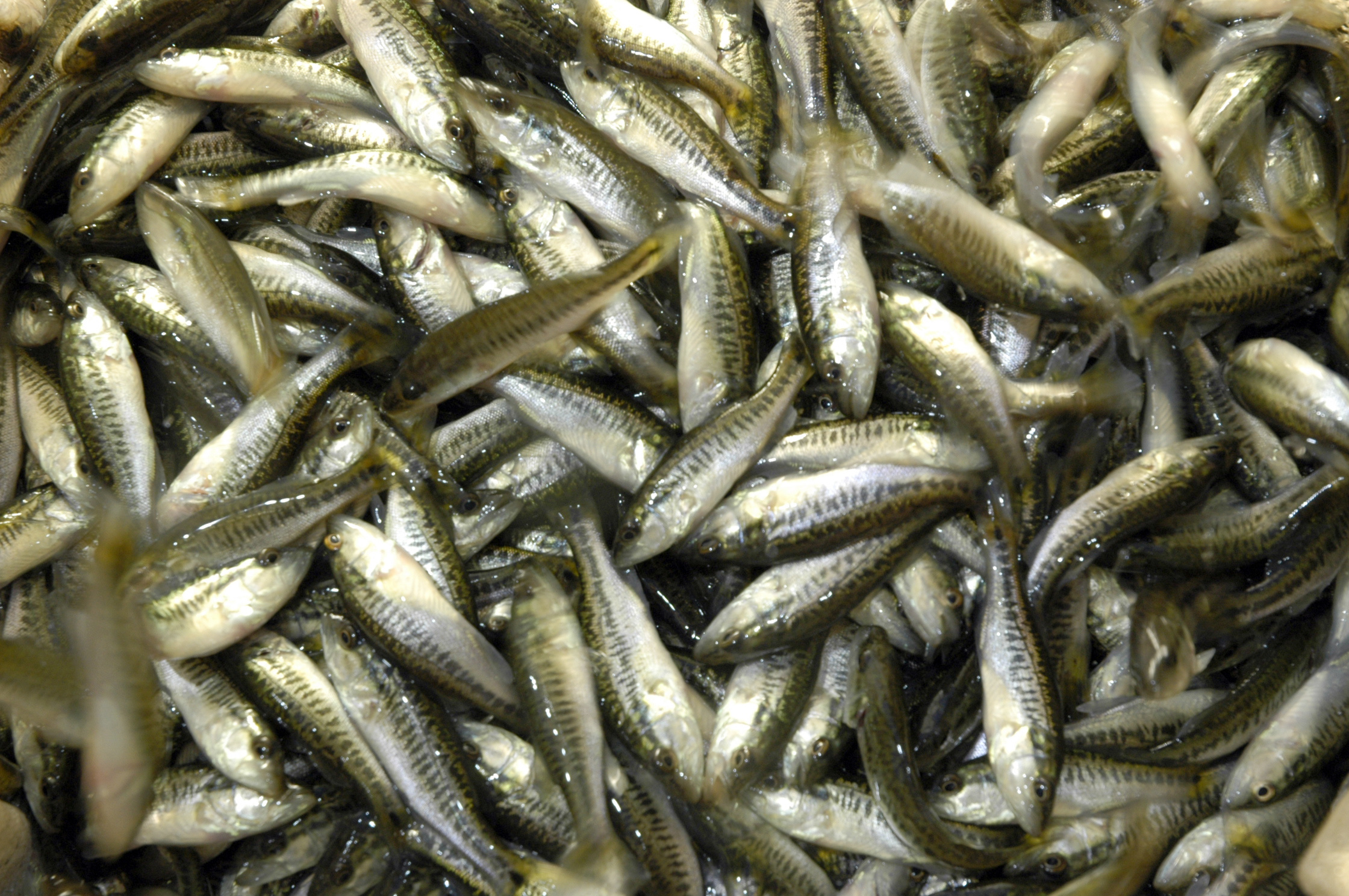TPWD Inland Fisheries Stocks Millions of Fish Across Texas in 2024 ...