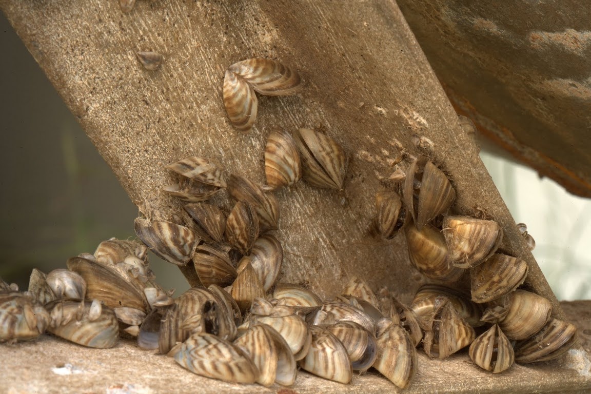 Lake Nasworthy ‘Infested’ with Invasive Zebra Mussels | The Katy News