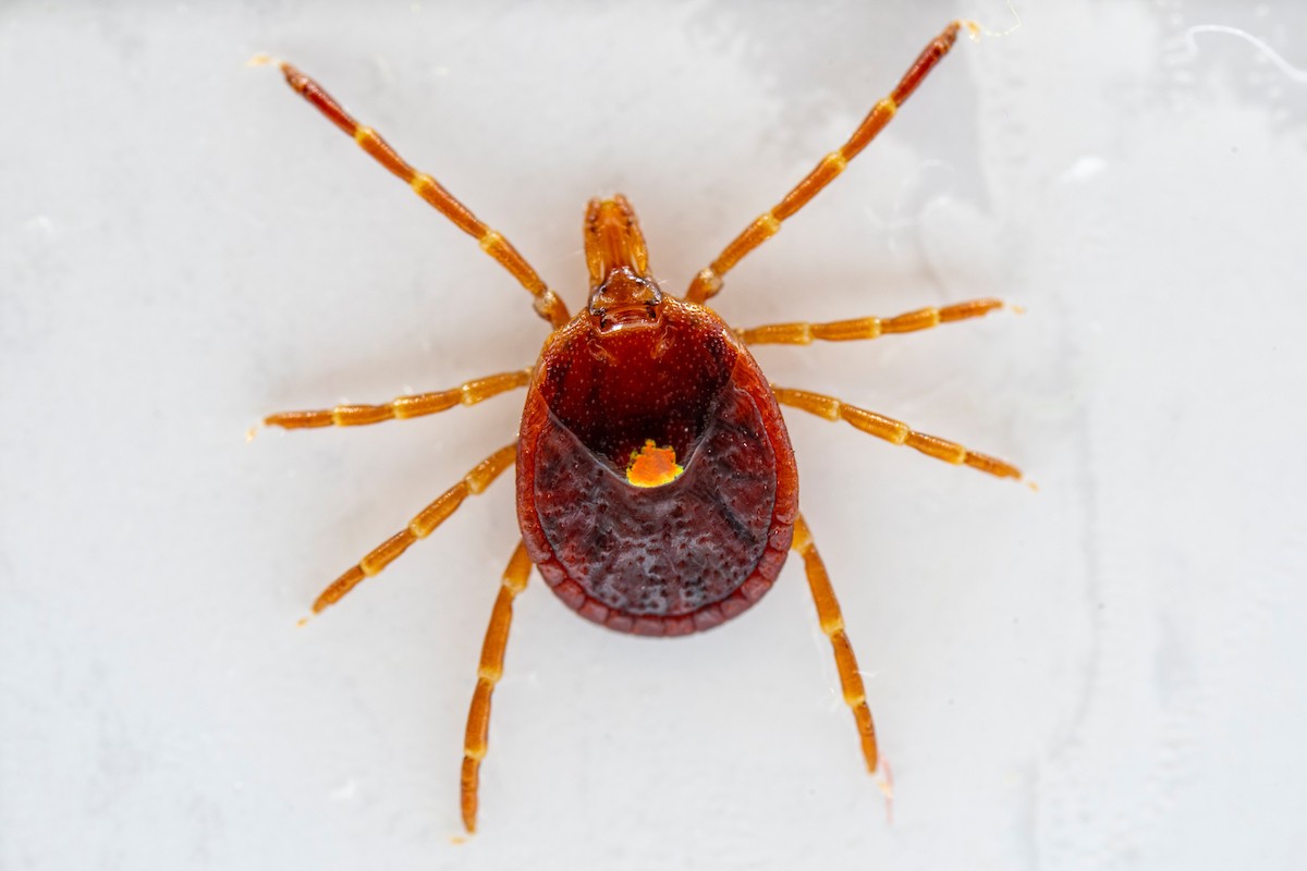 Tick talk: How to spot, avoid and remove ticks in Texas | The Katy News